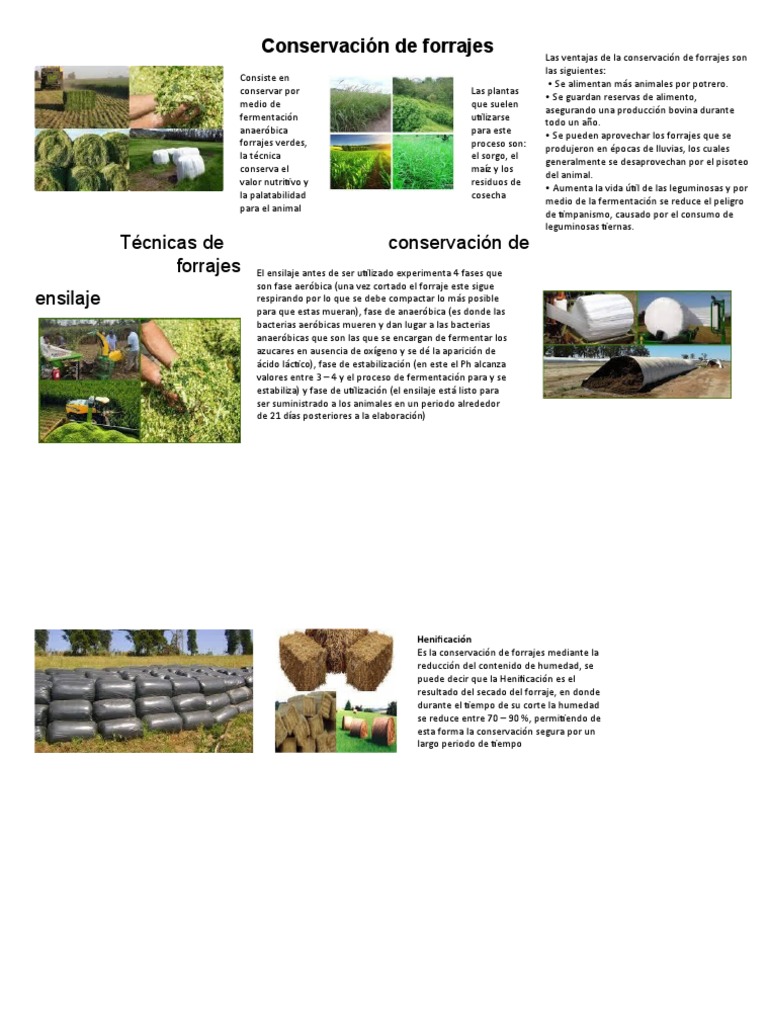 Conservación de Forrajes | PDF | Agricultura | Comida y bebida