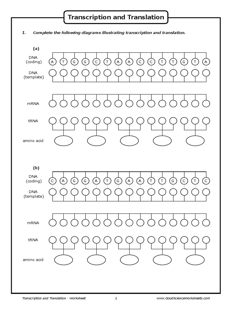Transcription And Translation Coloring Worksheet Answer Key