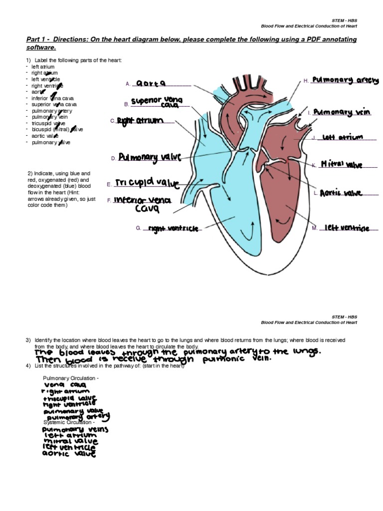 HBS-Distance Learning - Heart Diagram Labeling | PDF | Heart Valve | Heart