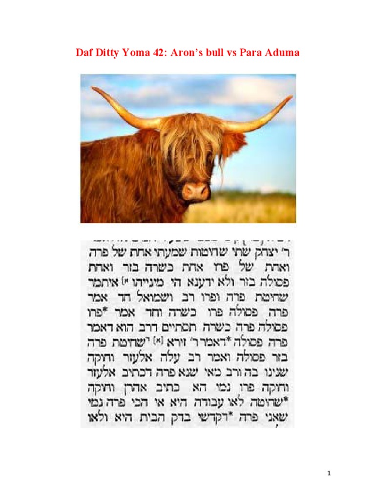 Daf Ditty Yoma 42: Aron's Bull Vs para Aduma | PDF | Talmud | Judaism