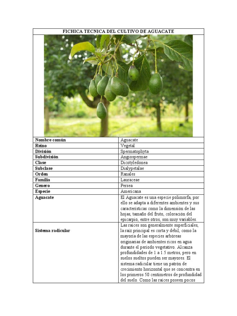 Ficha Tecnica Aguacate | PDF | Aguacate | Raíz