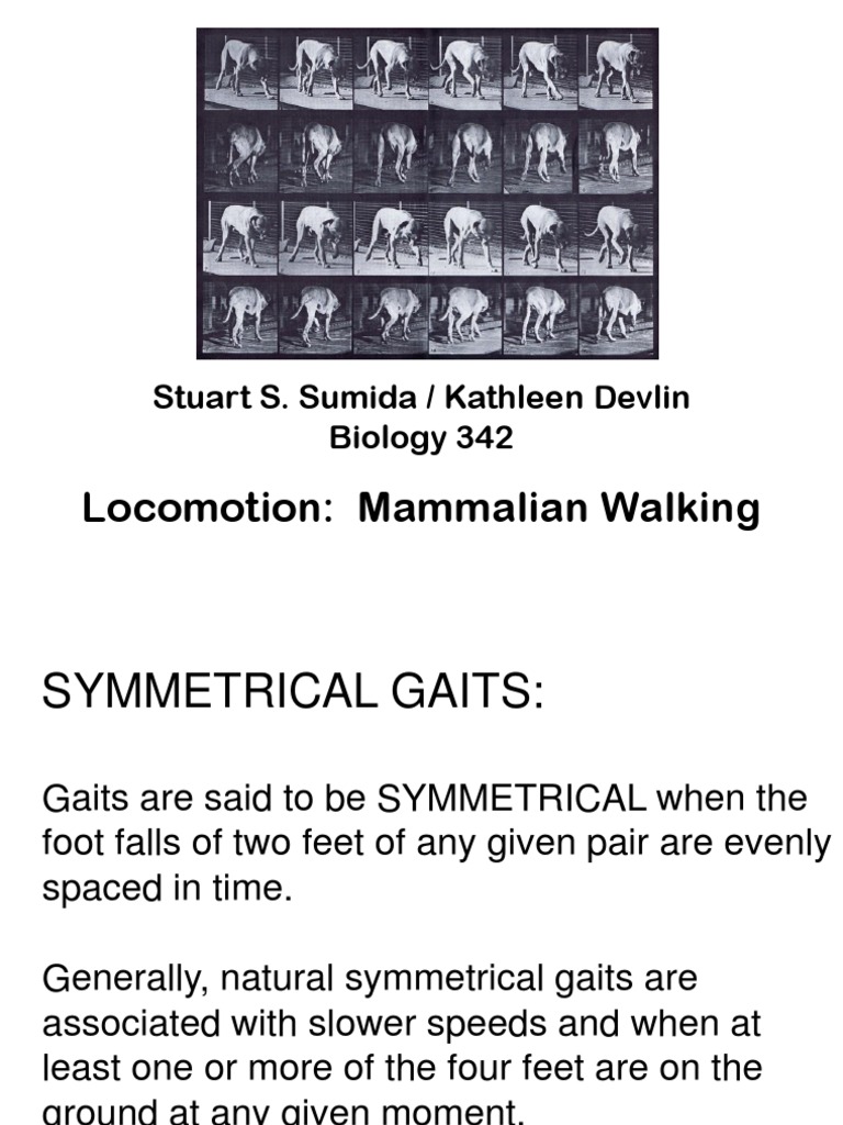 Locomotion: Mammalian Walking: Stuart S. Sumida / Kathleen Devlin ...