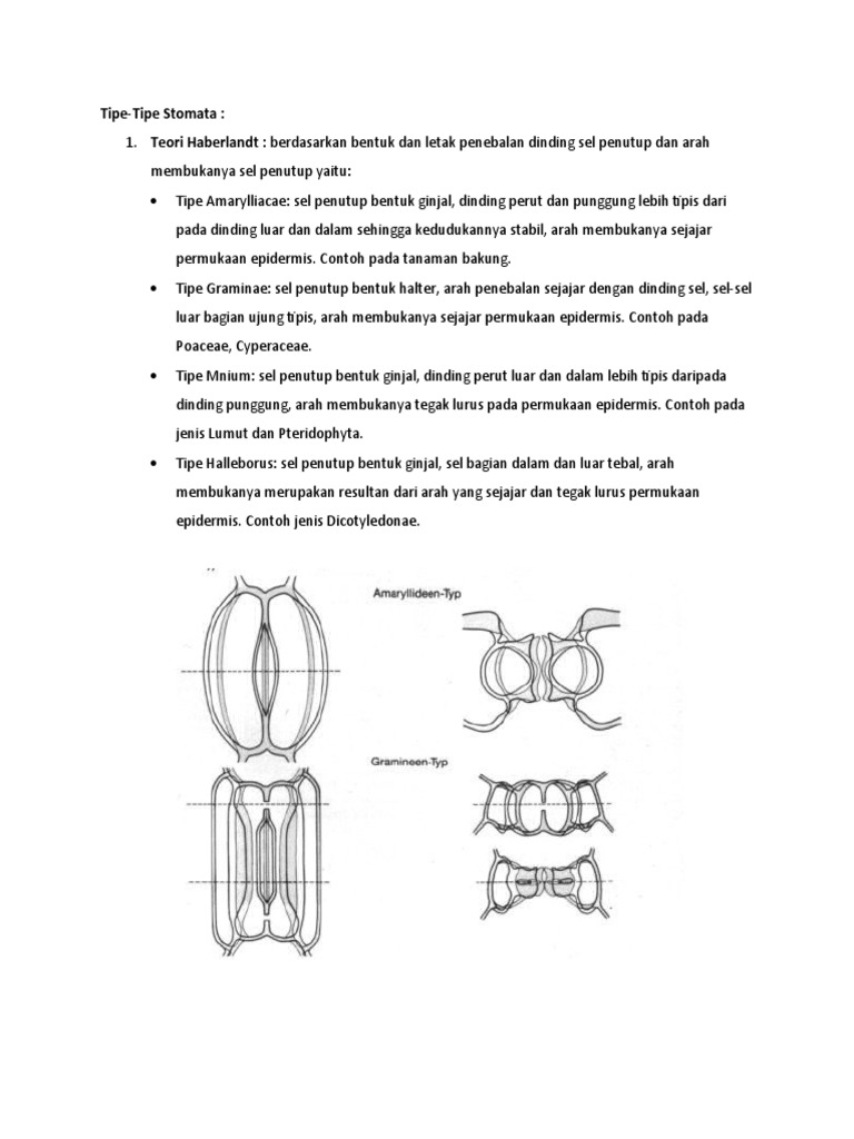 Tipe-Tipe Stomata pada Tumbuhan | PDF