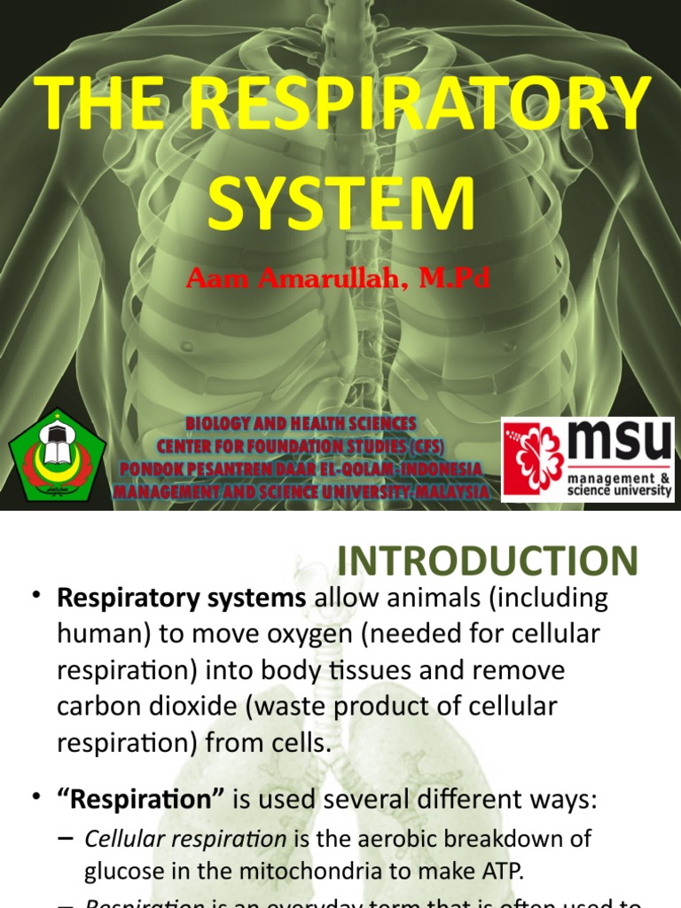 Overview of the Human Respiratory System | PDF | Respiratory Tract ...