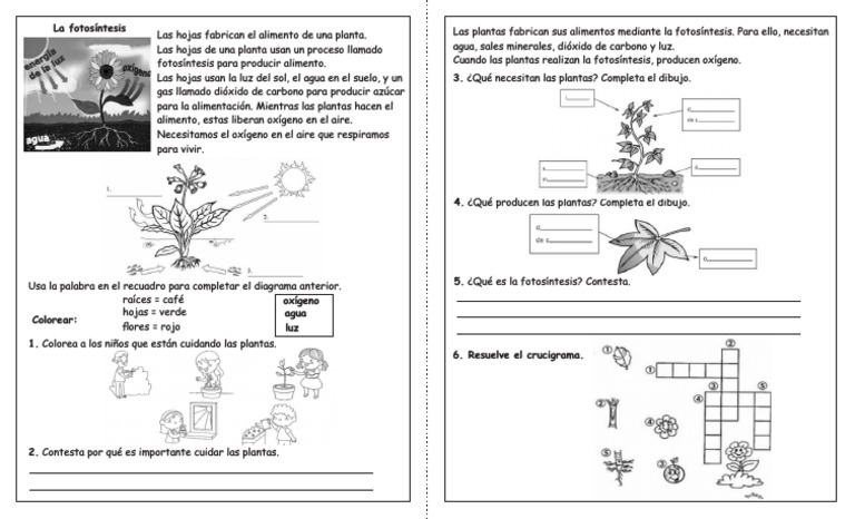 Hoja De Trabajo Del Diagrama De La Fotosíntesis
