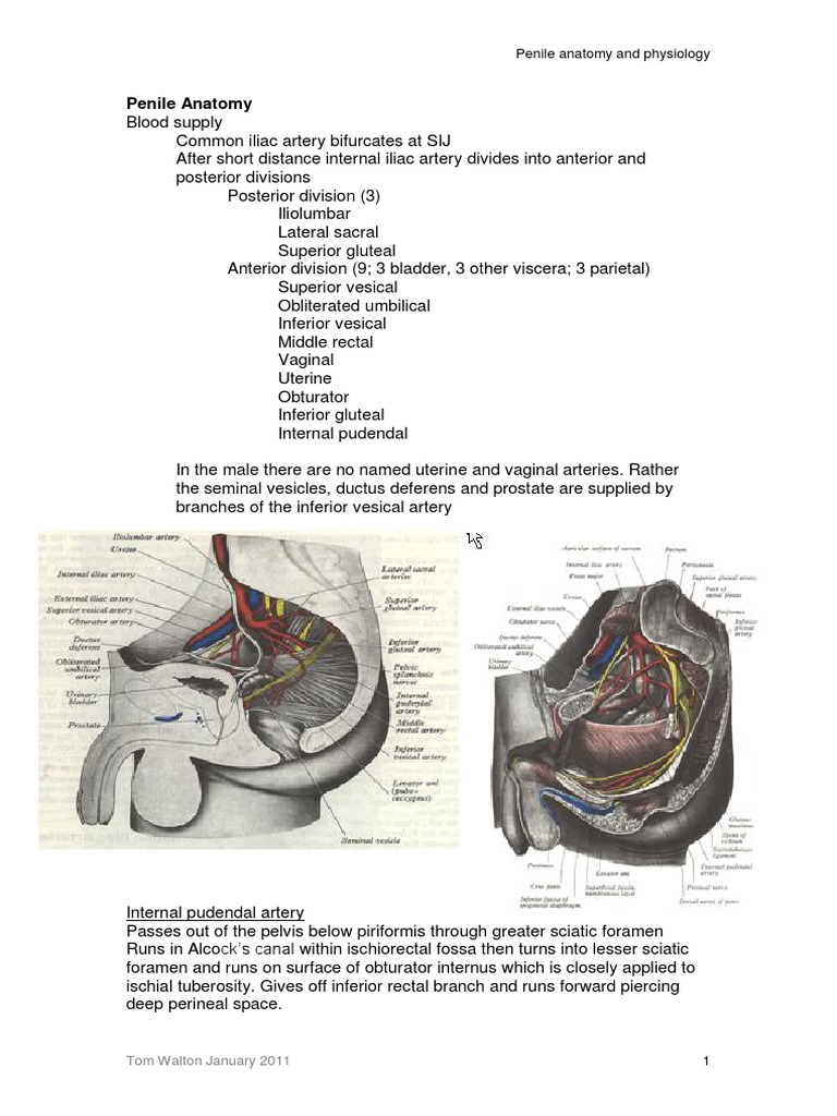 Penile Anatomy and Physiology Overview | PDF | Science | Physiology