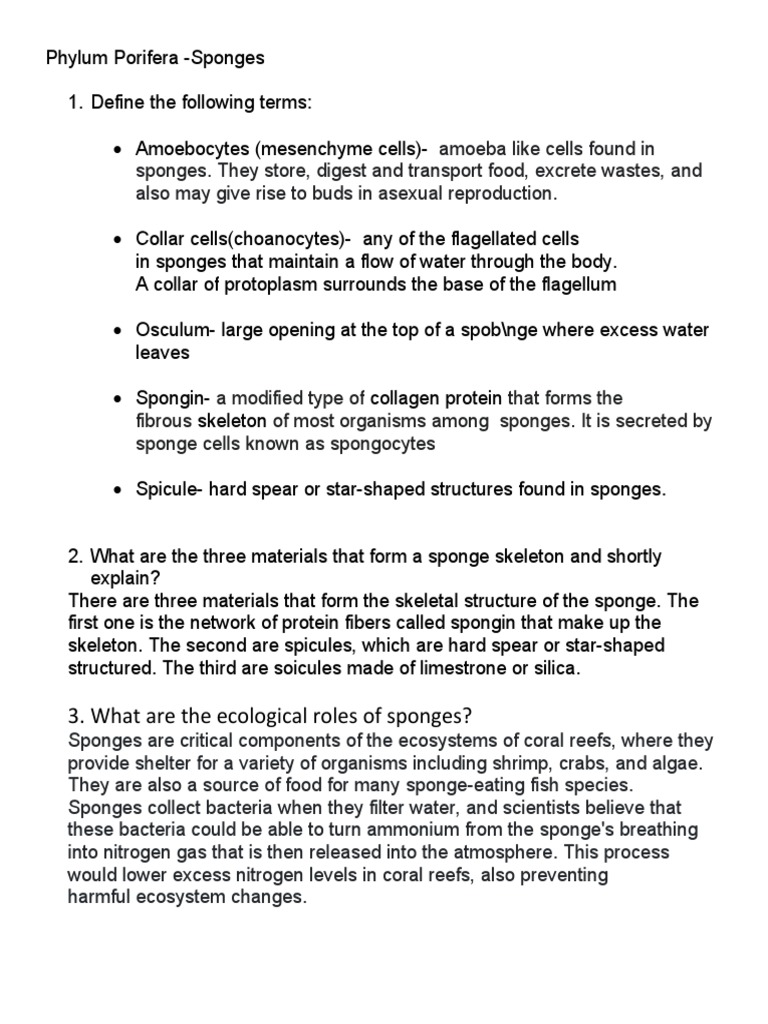 Nichita Dumitras - Worksheet 2 G10-Phylum Porifera | PDF