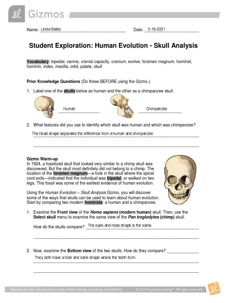The Evolution of Bipedalism: A Skull Analysis of Human Ancestry | PDF ...