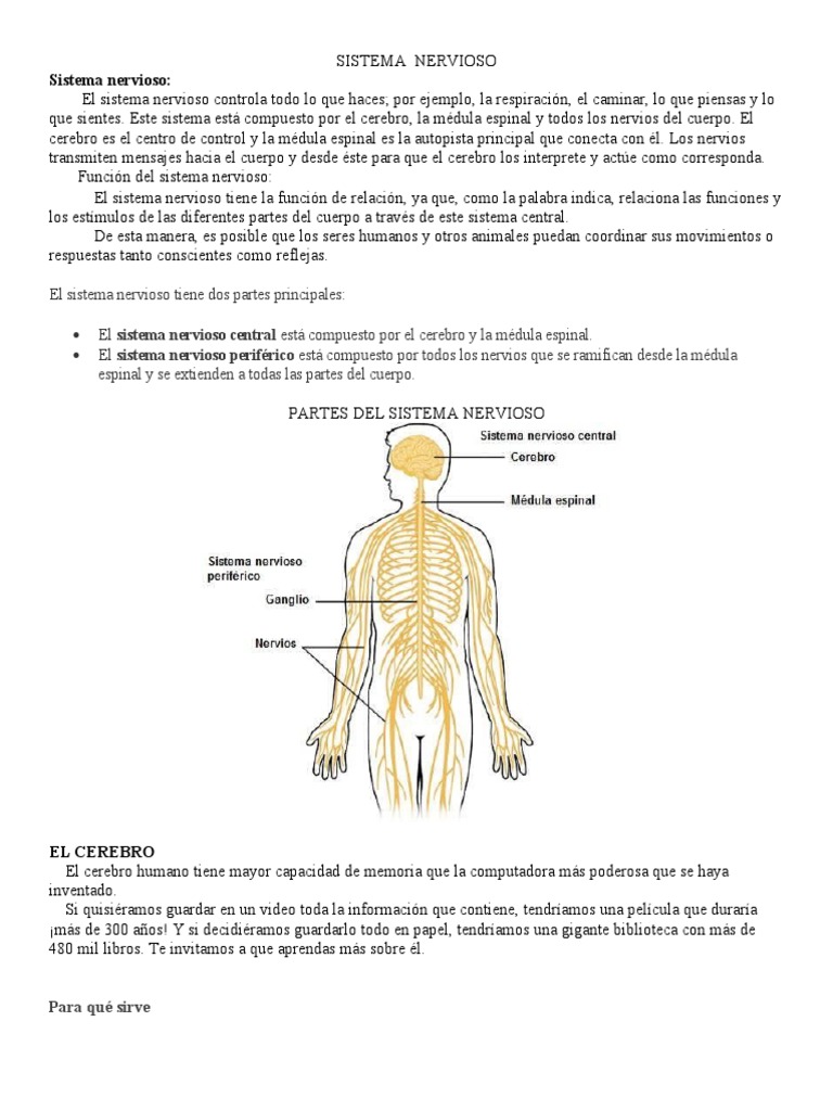 Sistema Nervioso | PDF | Cerebro | Nervio