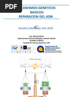 Mecanismos de Reparación de Daños en La Molécula de Adn | PDF | Reparación de adn | Adn
