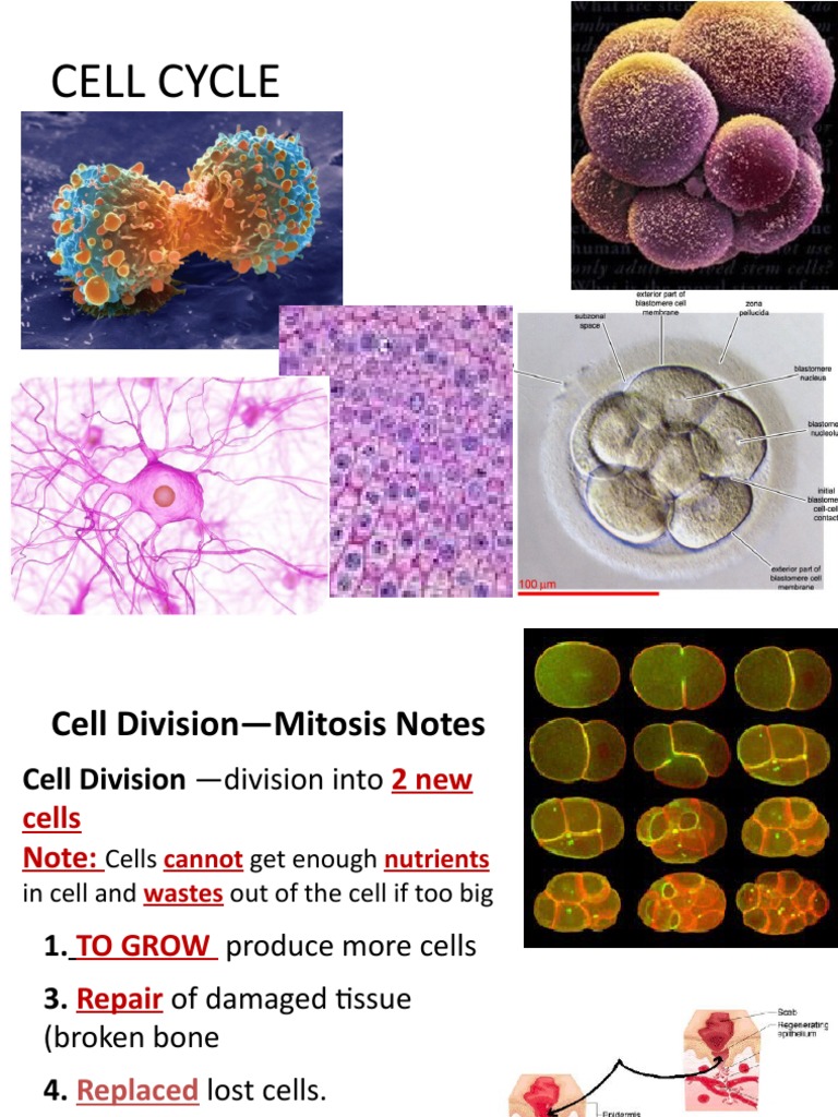 Cell Cycle PowerPoint | PDF | Mitosis | Chromosome