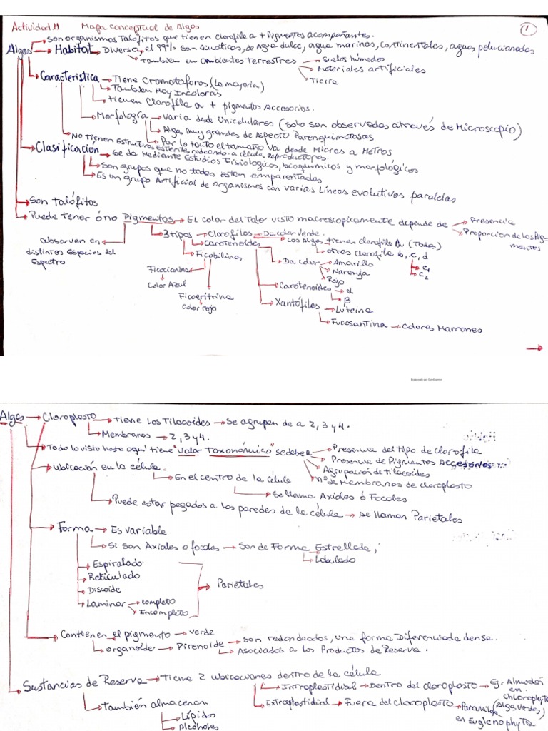 Mapa Conceptual Muy Completo de Algas Gral | PDF
