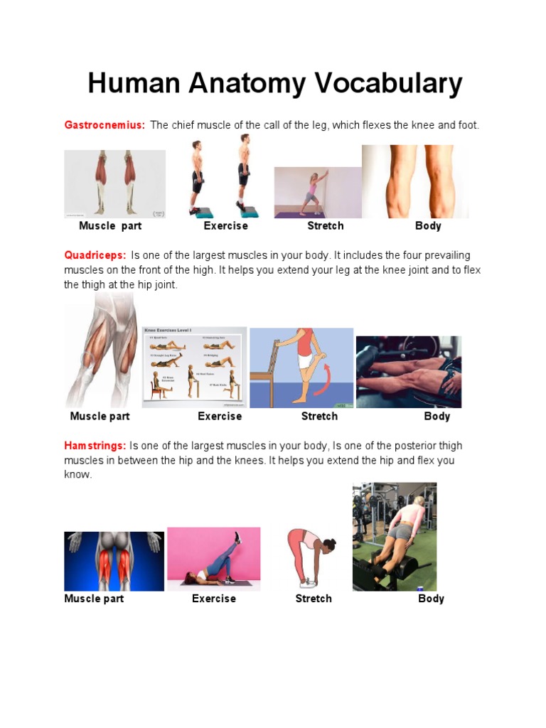 Human Anatomy Vocabulary | PDF