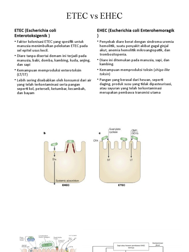 ETEC Vs EHEC | PDF