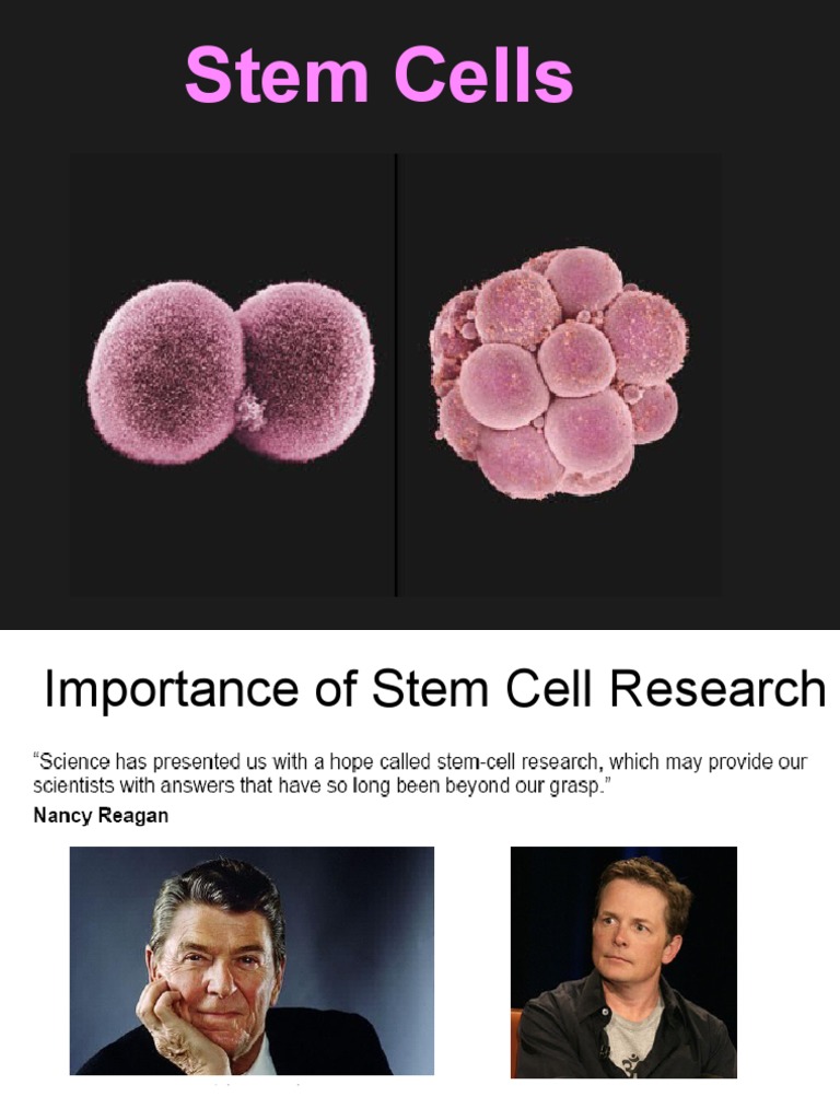 Stem Cells | Download Free PDF | Stem Cell | Cell Potency