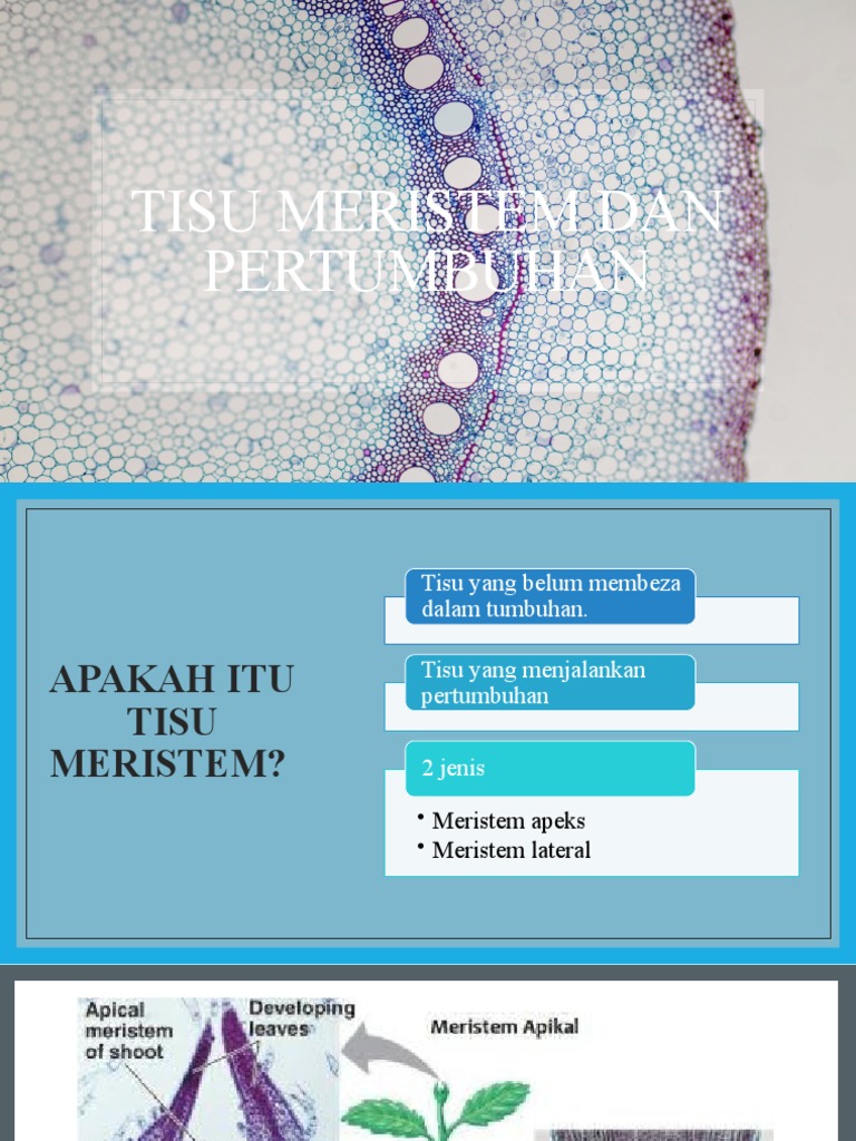 1.2 Tisu Meristem Dan Pertumbuhan | PDF