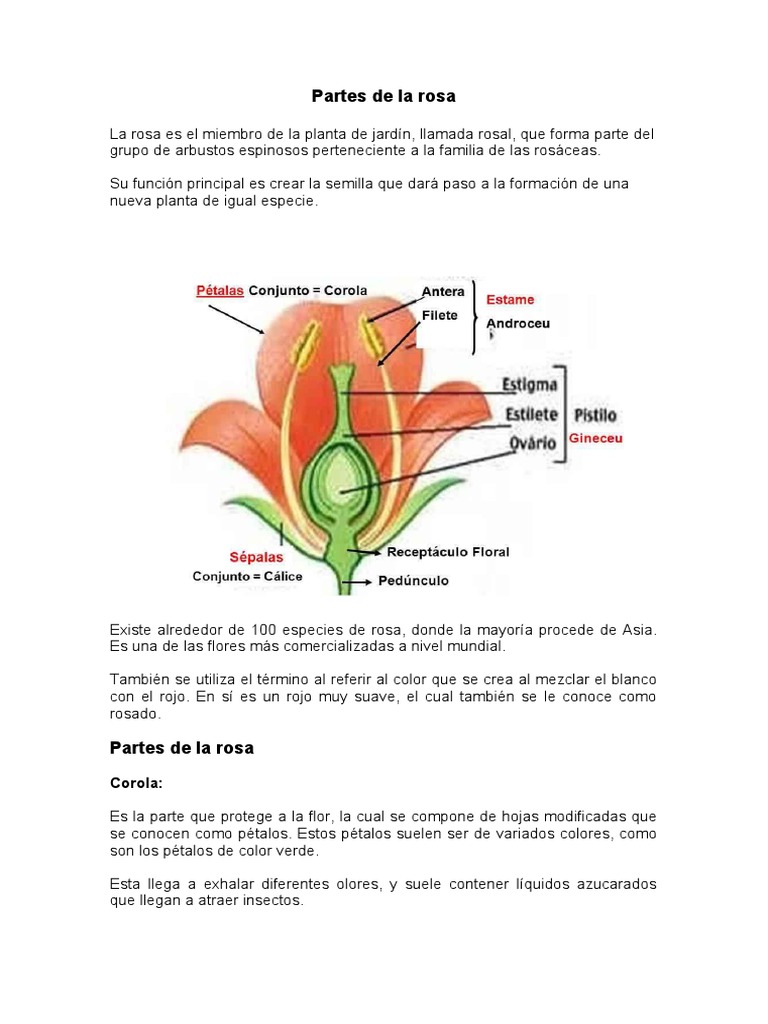 Partes de la Rosa y su Estructura | PDF | Plantas | Morfología Vegetal
