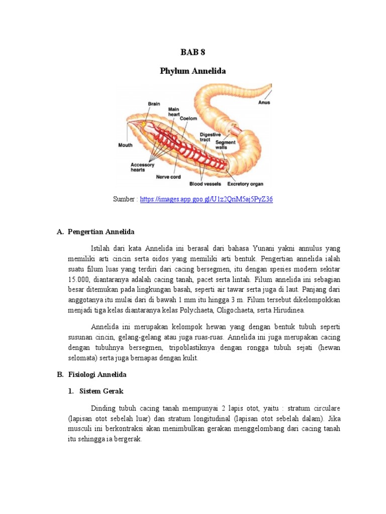 8 Phylum Annelida | PDF