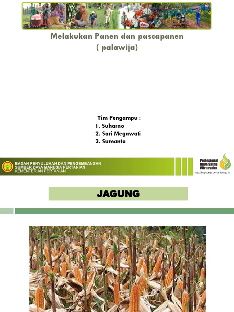 Panduan Panen dan Pascapanen Palawija | PDF