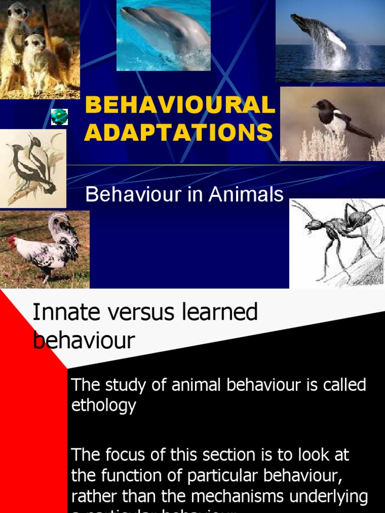 BEHAVIOURAL ADAPTATIONS ANIMALS Presentation | PDF | Ethology ...
