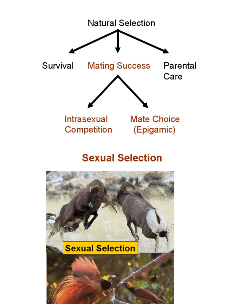New Sexual Selection | PDF | Sexual Selection | Natural Selection