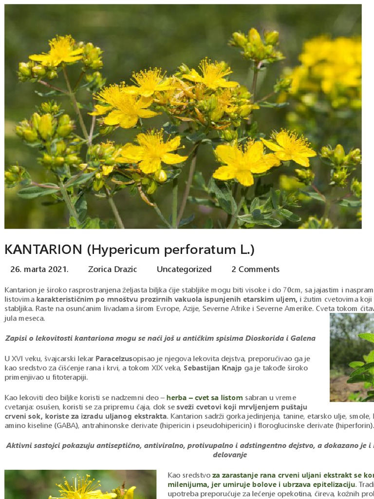 KANTARION (Hypericum Perforatum L.) | PDF
