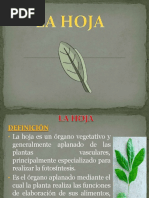 Estructura y Tipos de Limbo en Hojas | PDF | Hoja | Botánica
