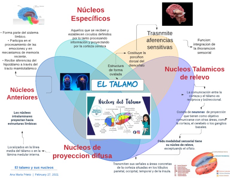 Talamo | PDF | Tálamo | Corteza cerebral