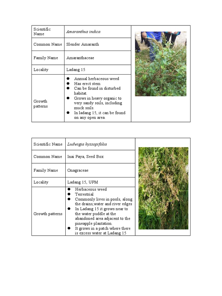 Weed Science | PDF | Weed | Plants