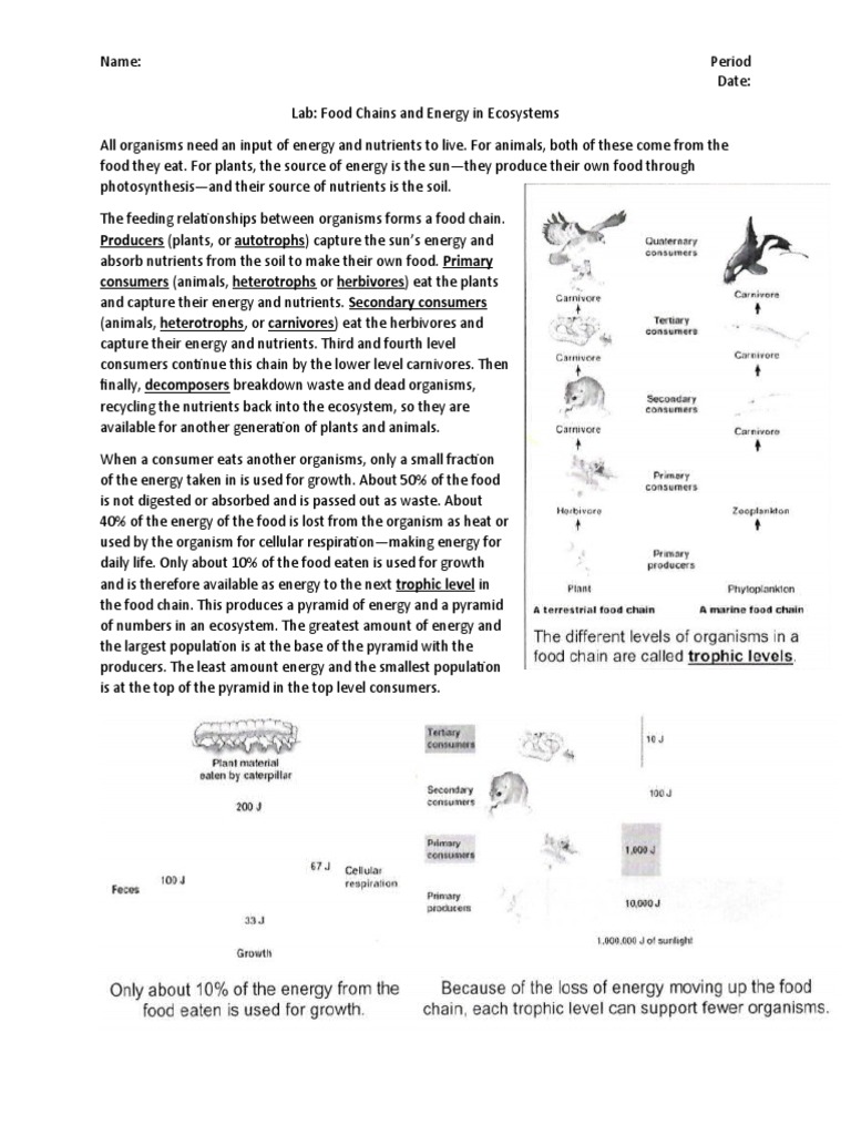 Energy Transfer and Food Pyramid Lab | PDF | Environmental Technology ...