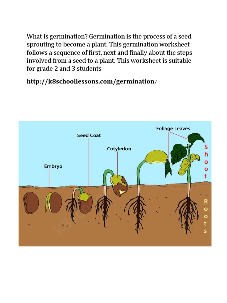 What Is Germination Edited | PDF