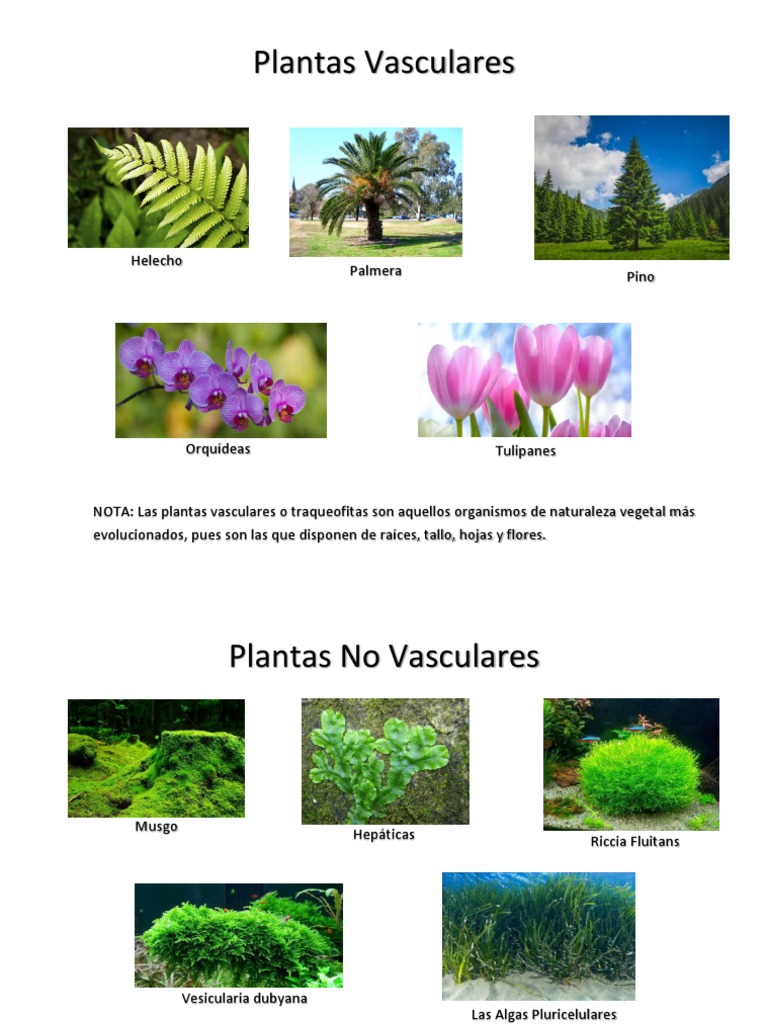 Plantas Vasculares Y No Vasculares Pdf Salud Y Bienestar 8857