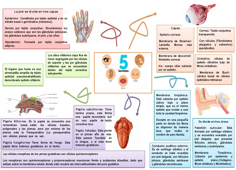 Mapa Mental 5 Sentidos | Descargar gratis PDF | Epitelio | Piel