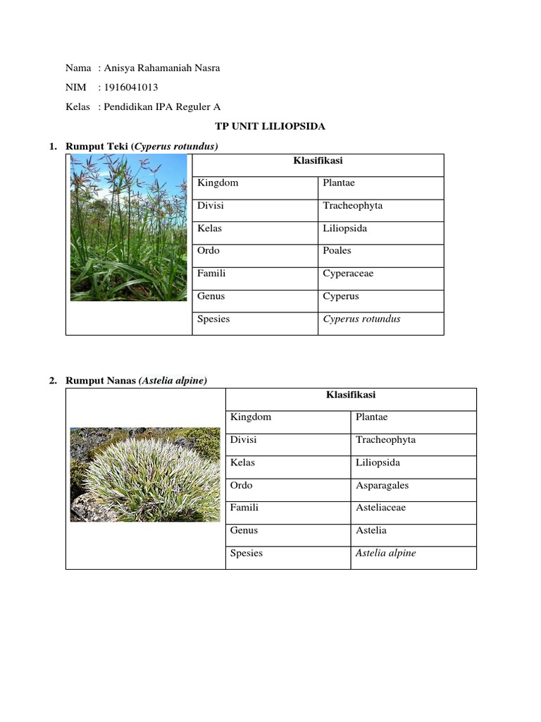 Contoh Tumbuhan Kelas Liliopsida | PDF