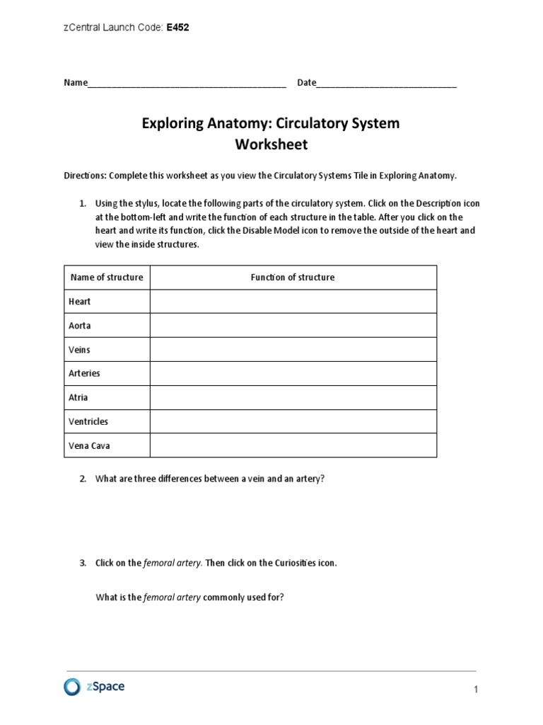 Exploring Anatomy Circulatory System Worksheet | PDF | Circulatory ...