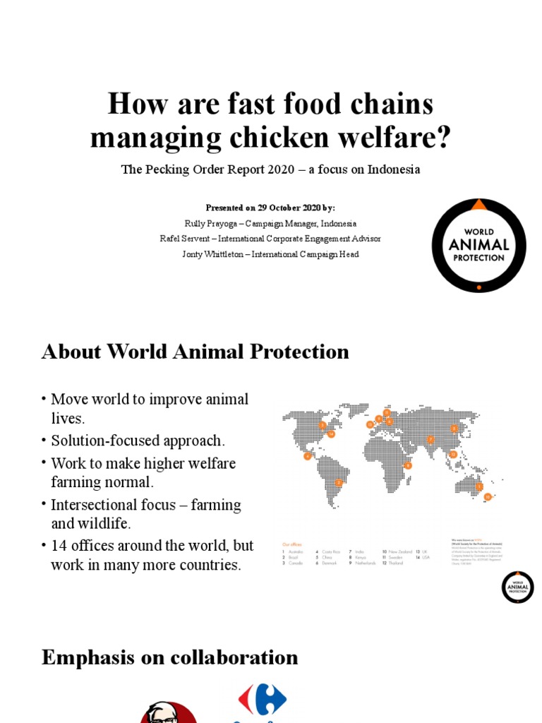 Fast Food Chicken Welfare in Indonesia | PDF | Animal Welfare | Poultry ...