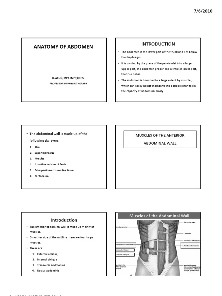 Anatomy of Abdomen | PDF | Abdomen | Pelvis