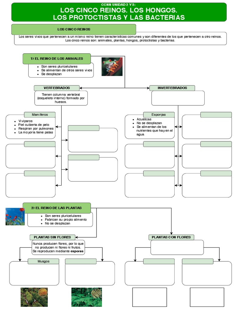 Esquema T2 y 3. Los Cinco Reinos. Protoctistas y Bacterias | PDF | Hongo | Microorganismo