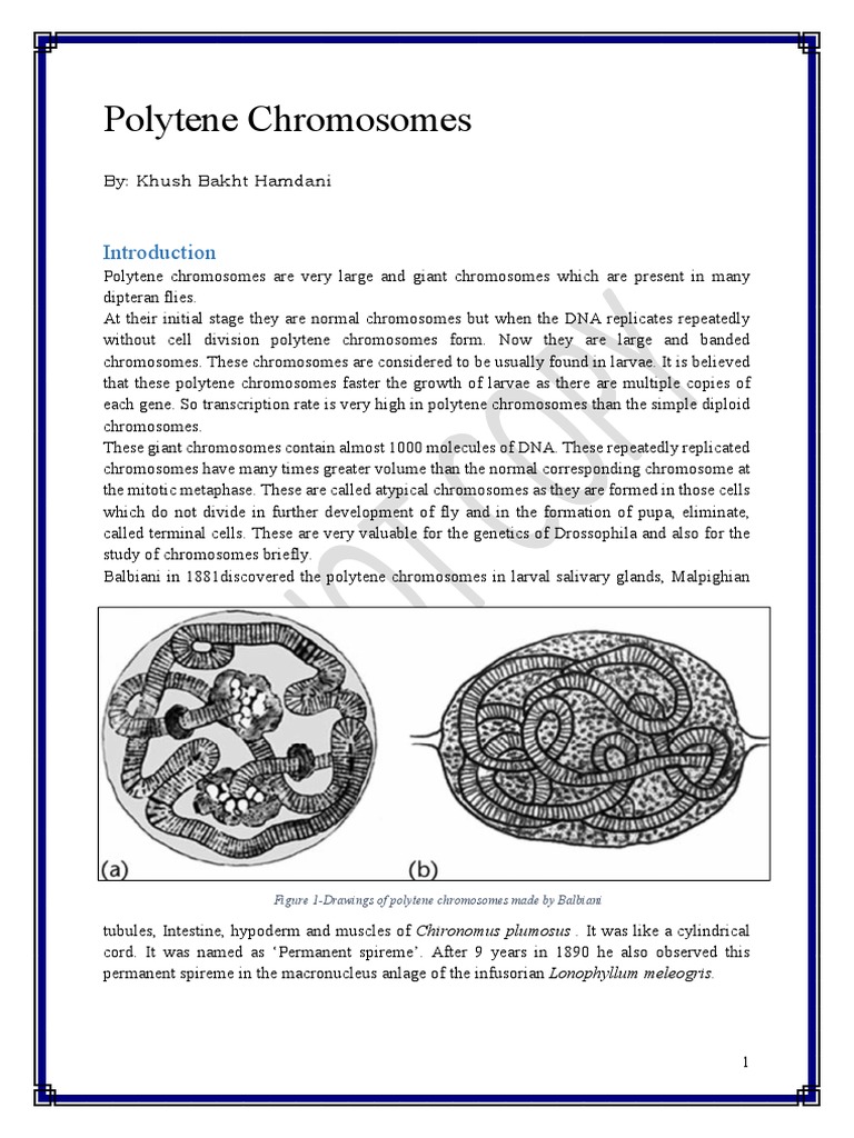Polytene Chromosomes | PDF | Chromosome | Molecular Biology