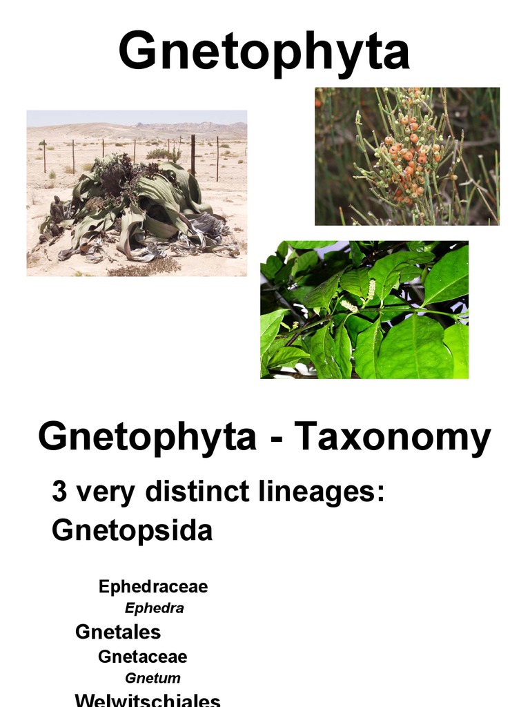 Gnetophyta | PDF | Horticultural Techniques | Plant Morphology