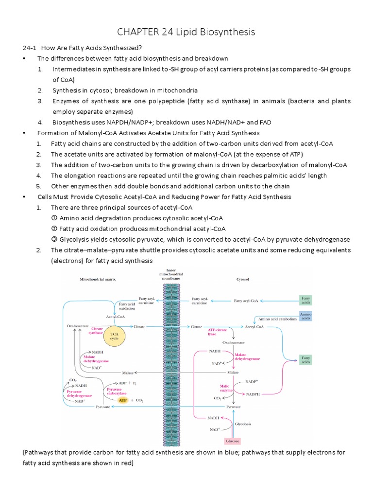Citrate Shuttle Fatty Acid Synthesis