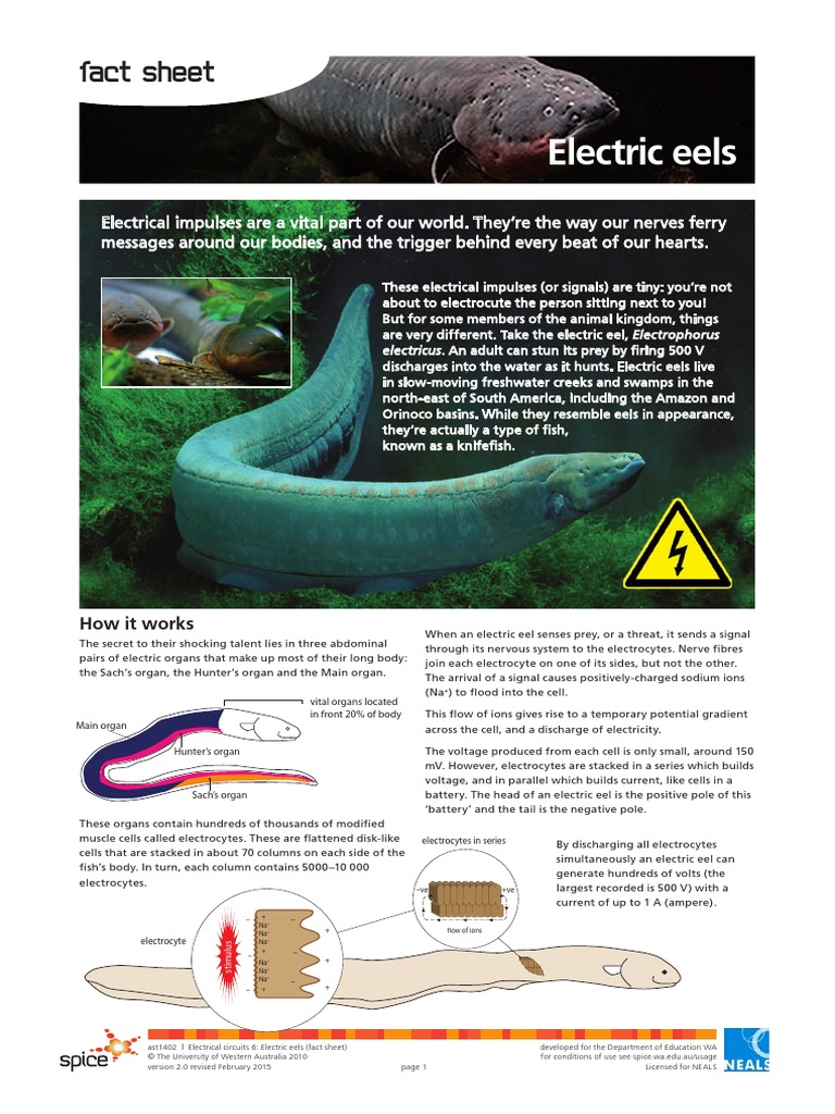 Electric Eel Electric Organ