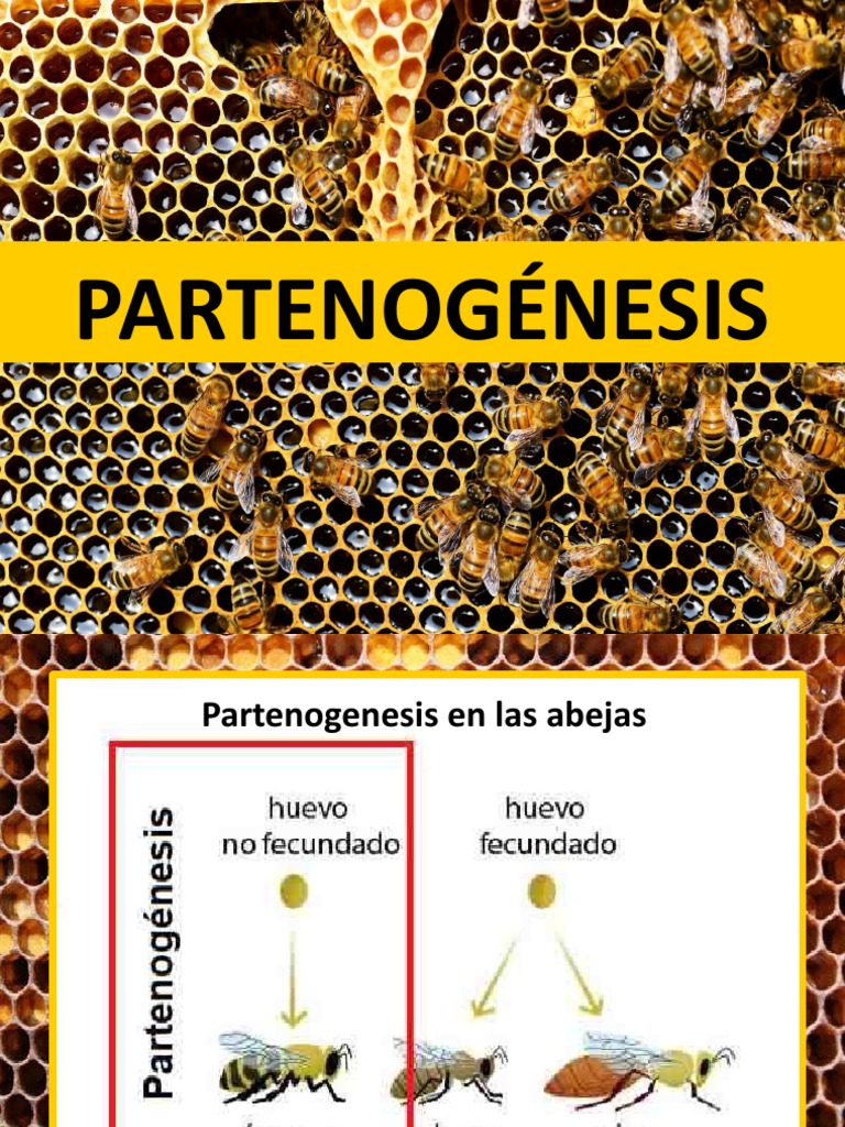 Partenogenesis Presentación | PDF
