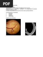 Roteiro Do Método de Willis | PDF | Parasitismo