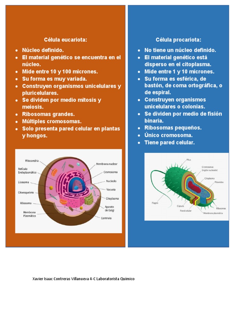 Cuadro Comparativo, Celula Eucariota y Procariota | PDF