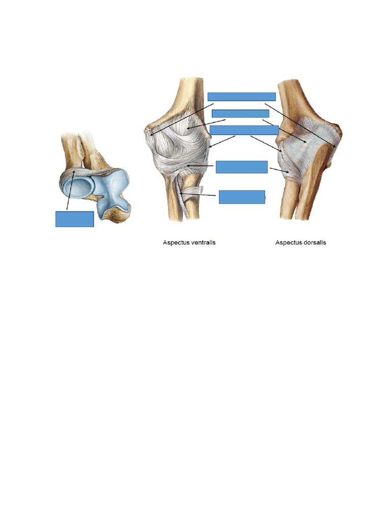 Articulatio Cubiti | PDF