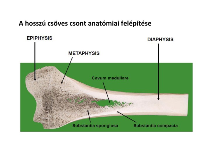 A Hosszú Csöves Csont Anatómiai Felépítése | PDF
