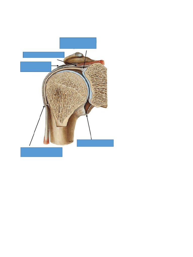 Articulatio Humeri | PDF