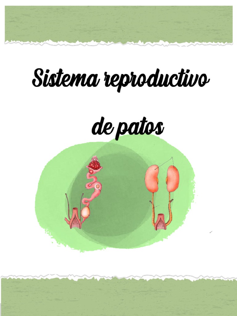 Aparato Reproductor del Pato: Anatomía y Función | PDF | Sistema ...