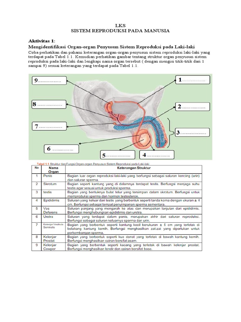Aktivitas 1:: LKS Sistem Reproduksi Pada Manusia | PDF | Pengembangan Diri | Kesehatan Holistik